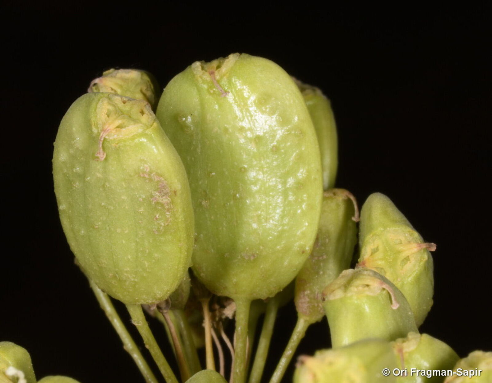 Ferula sinaica Boiss. | Plants of the World Online | Kew Science