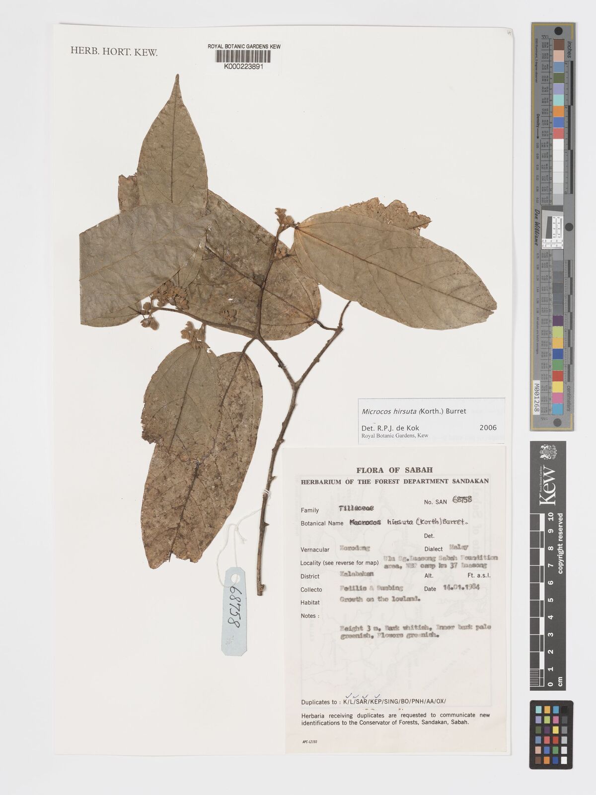 Microcos hirsuta (Korth.) Burret | Plants of the World Online | Kew Science