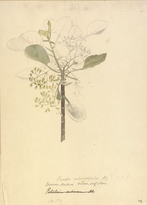 Commidendrum rotundifolium (Roxb.) DC. | Plants of the World Online ...
