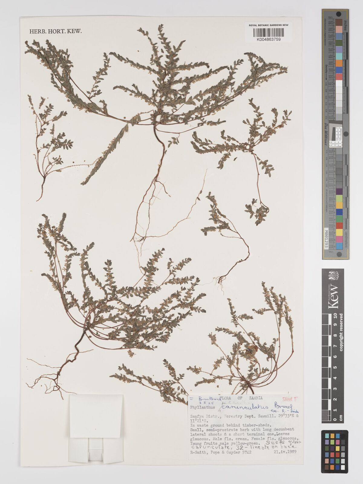 Phyllanthus carunculatus J.F.Brunel | Plants of the World Online | Kew ...