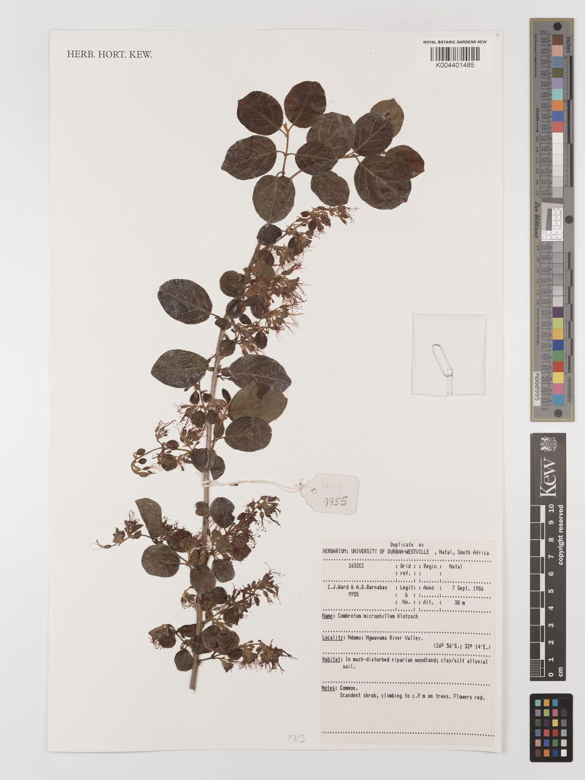 Combretum microphyllum Klotzsch | Plants of the World Online | Kew Science