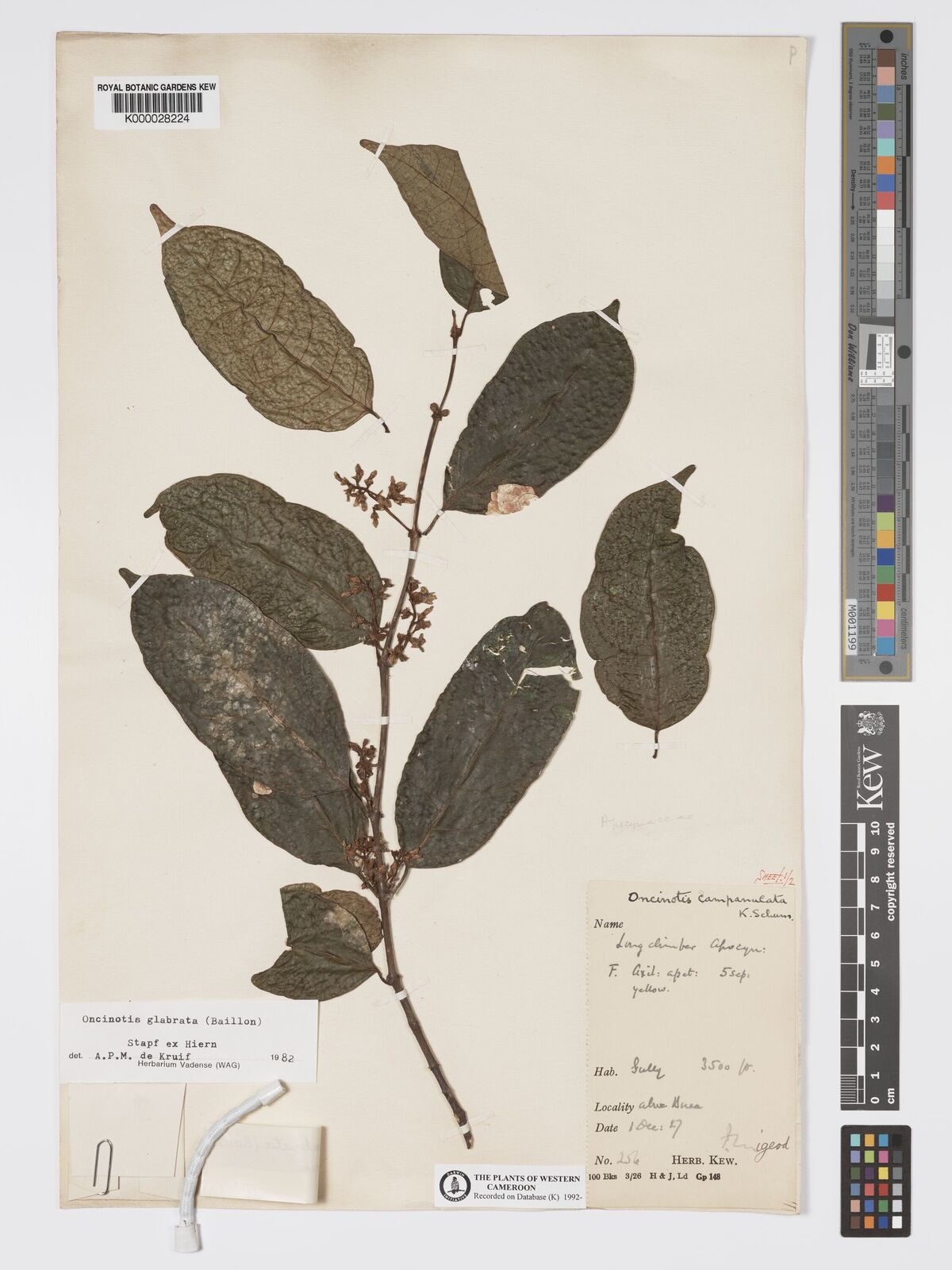 Oncinotis Benth. | Plants of the World Online | Kew Science
