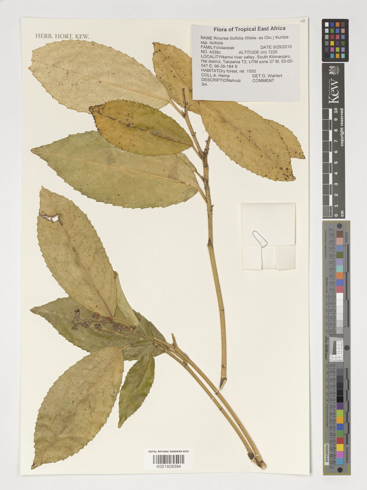 Rinorea ilicifolia subsp. ilicifolia | Plants of the World Online | Kew ...