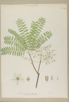 Chloroxylon swietenia DC. | Plants of the World Online | Kew Science