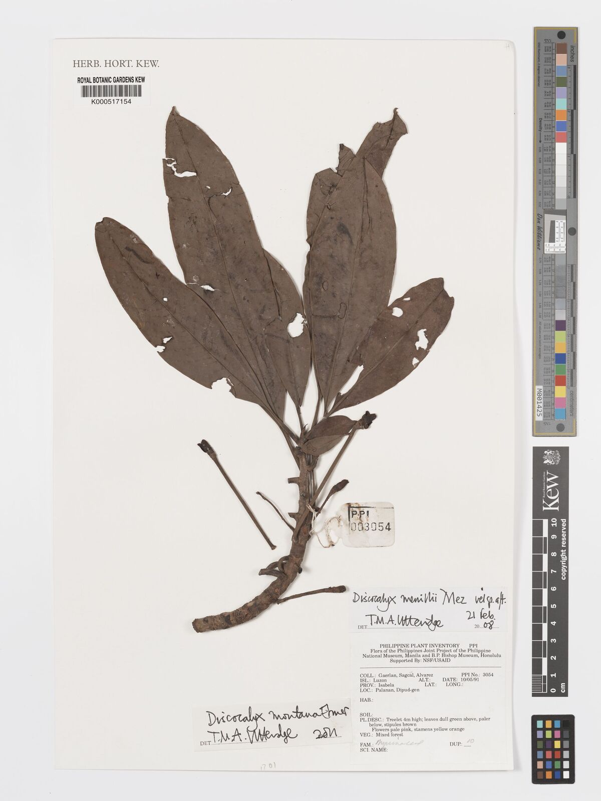 Discocalyx merrillii Mez | Plants of the World Online | Kew Science