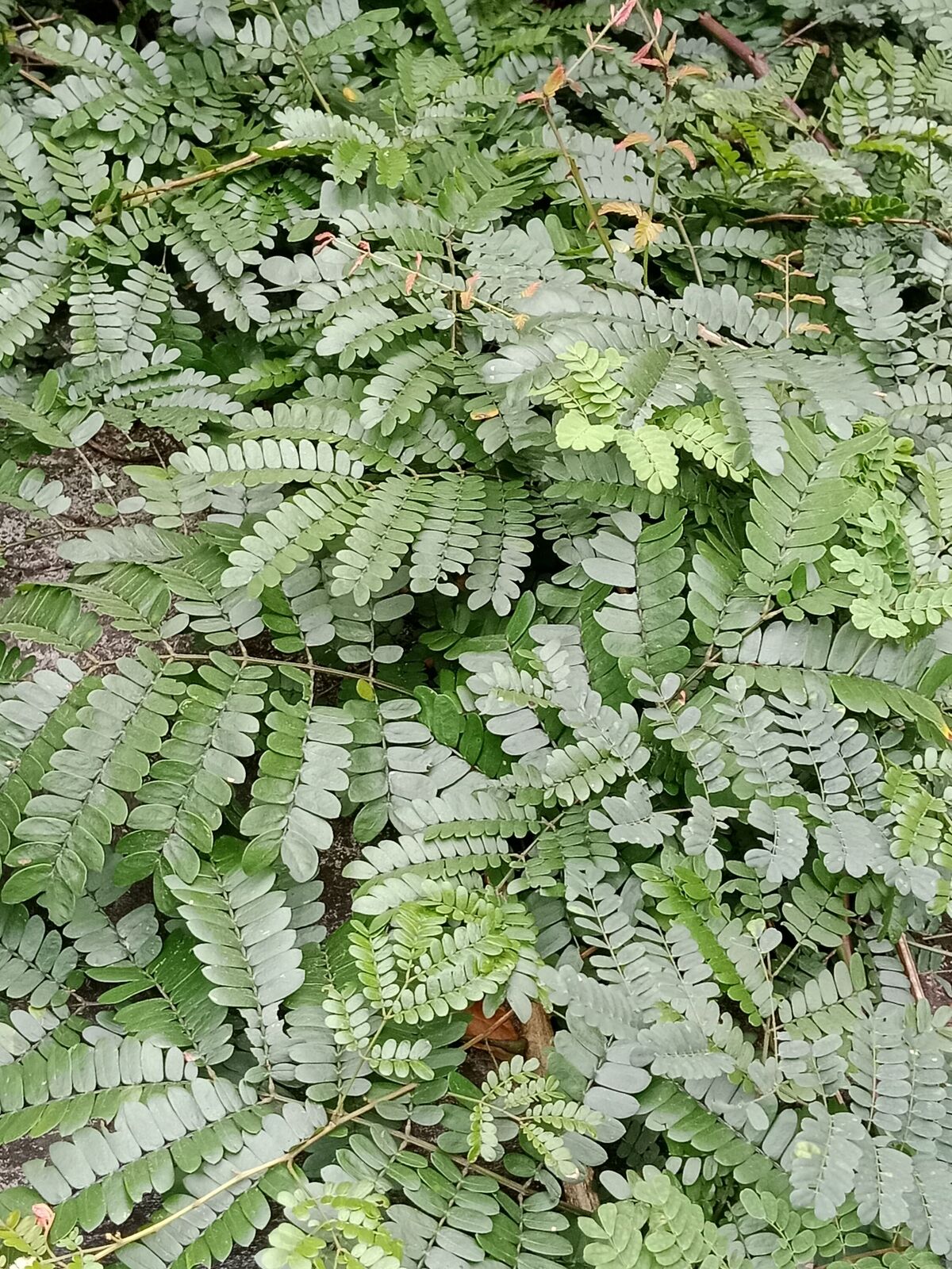 Senegalia rugata (Lam.) Britton & Rose | Plants of the World Online ...