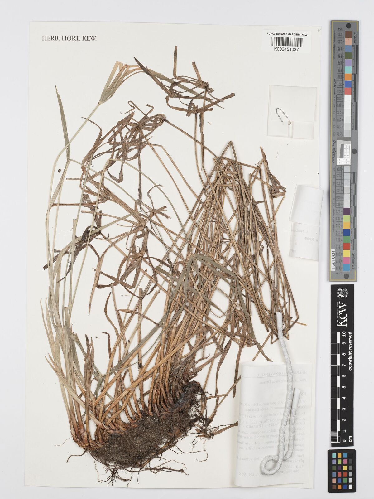 Cyperus melanospermus subsp. elatus (Steud.) Lye | Plants of the World ...