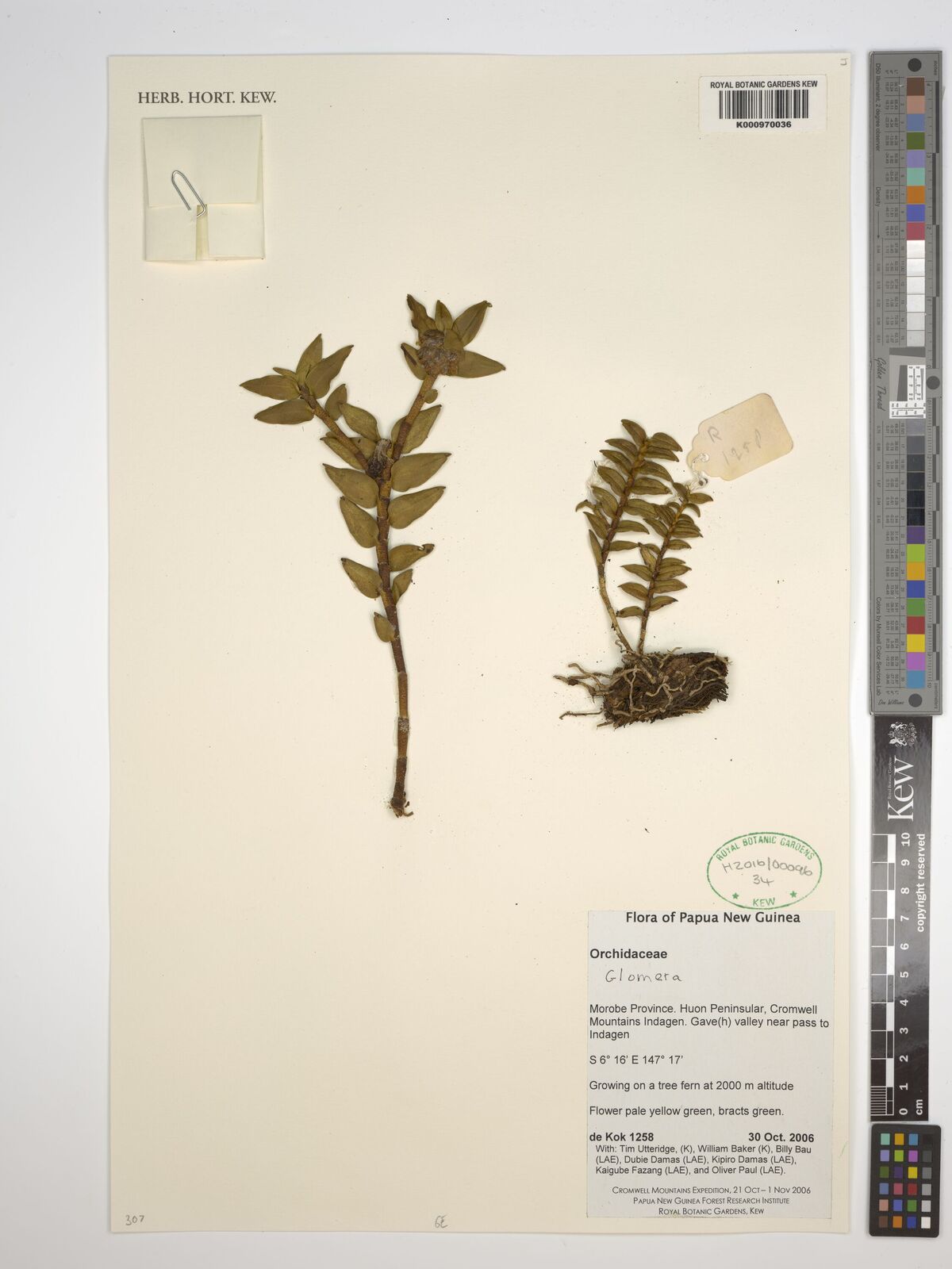 Glomera Blume | Plants of the World Online | Kew Science