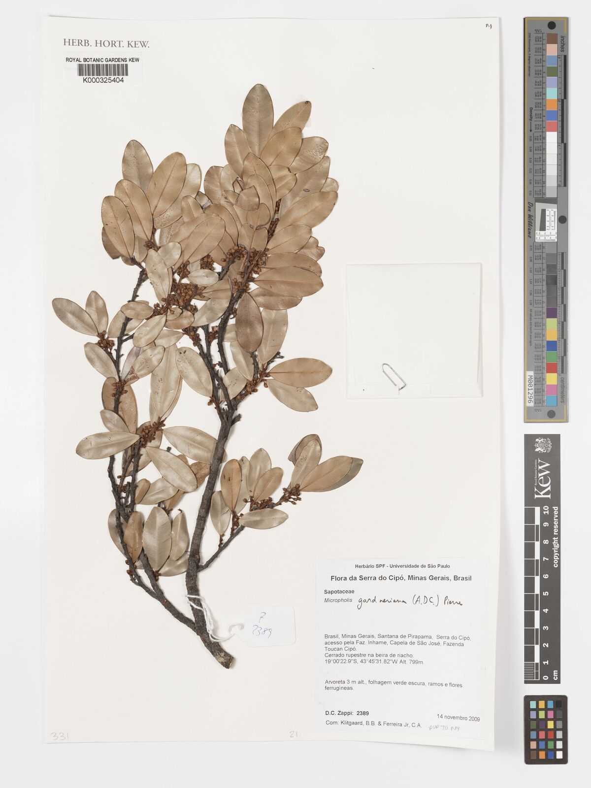 Micropholis gardneriana (A.DC.) Pierre | Plants of the World Online ...