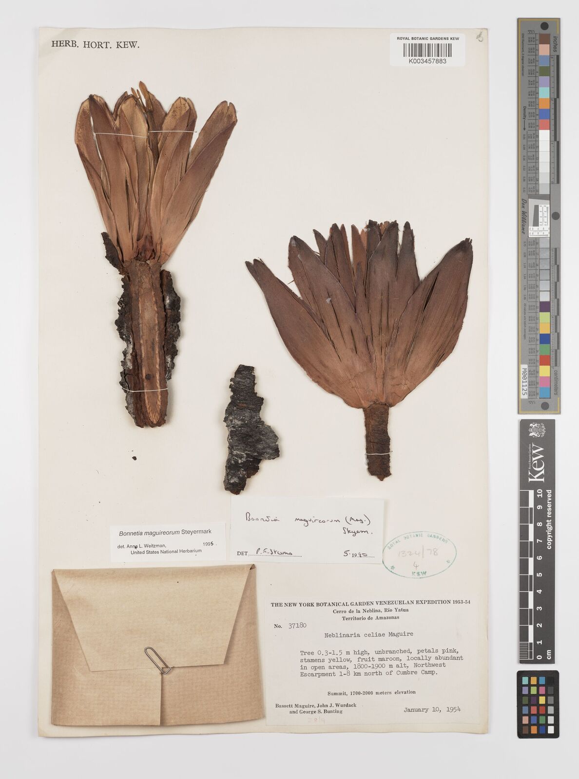 Bonnetia maguireorum Steyerm. | Plants of the World Online | Kew Science