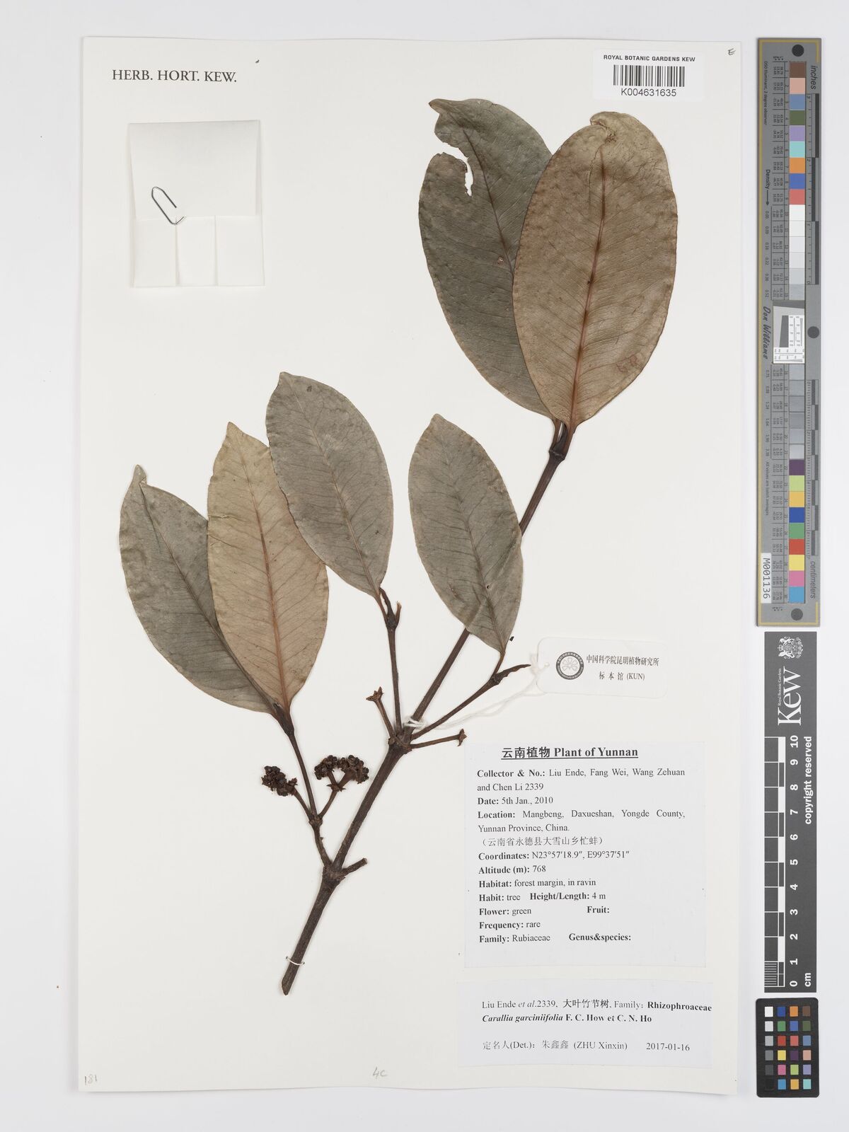 Carallia garciniifolia F.C.How & F.C.Ho | Plants of the World Online ...