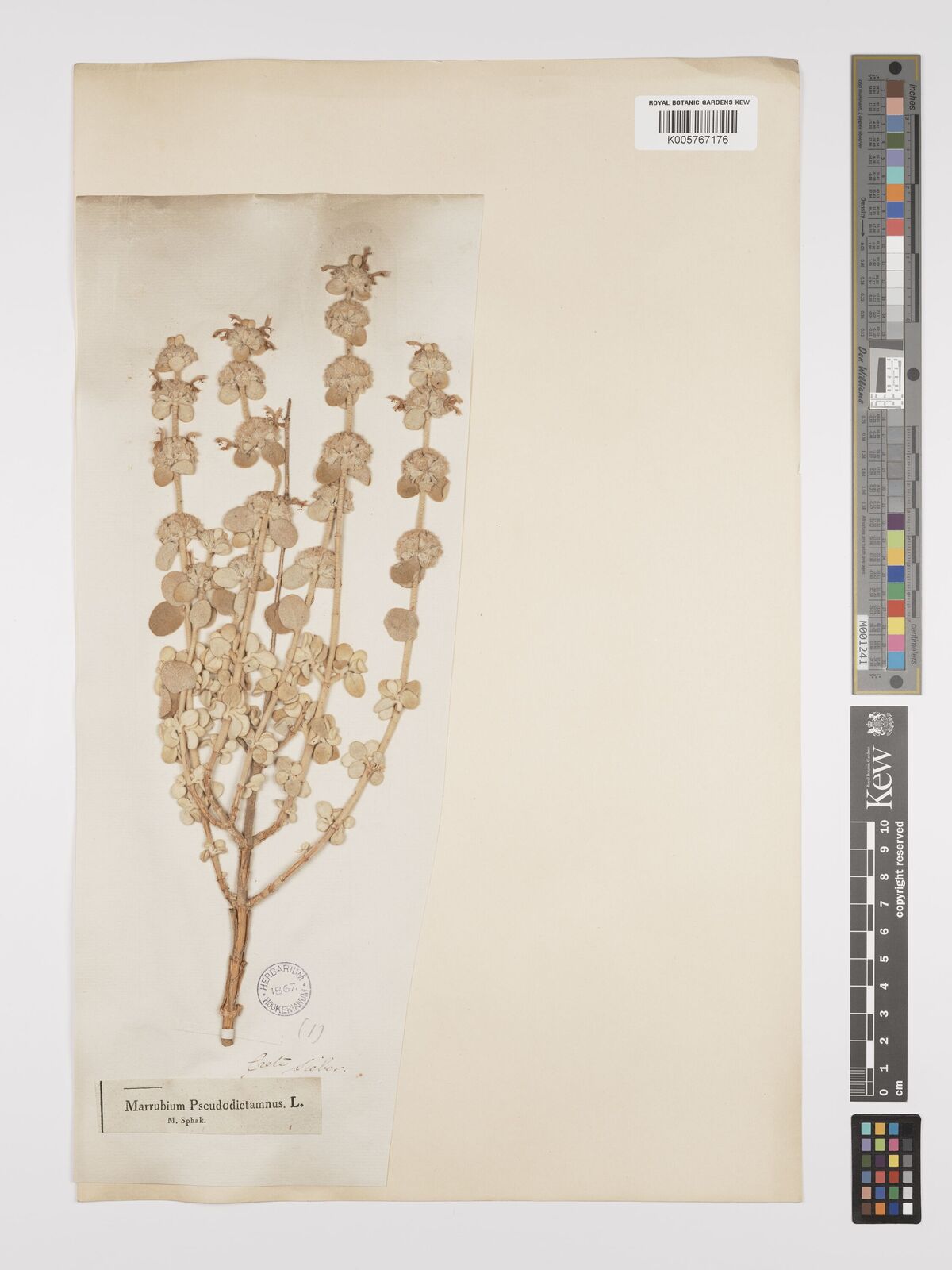 Pseudodictamnus mediterraneus Salmaki & Siadati | Plants of the World ...