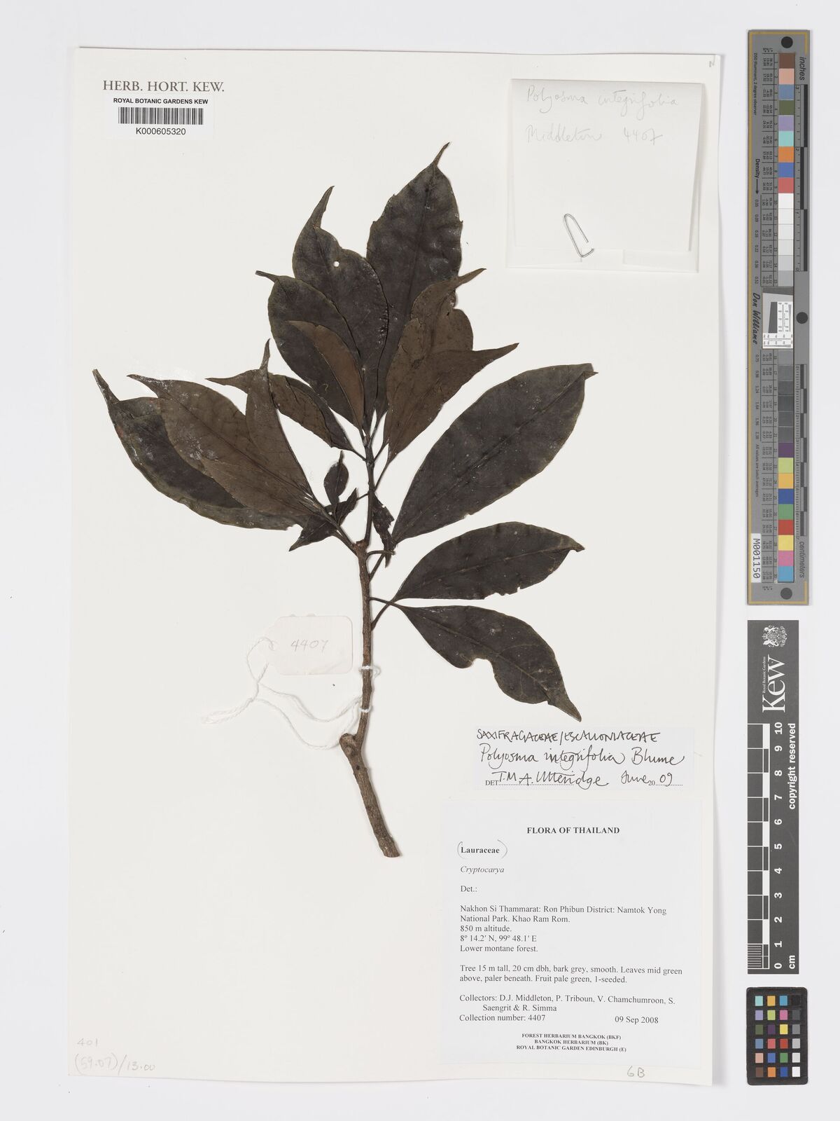 Polyosma integrifolia Blume | Plants of the World Online | Kew Science