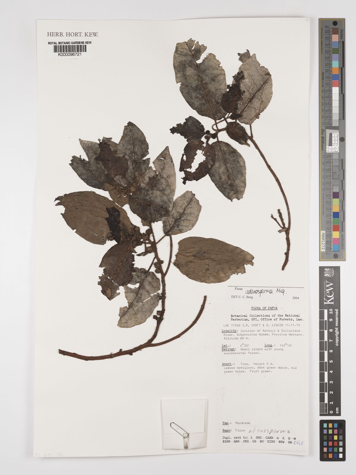 Ficus adenosperma Miq. | Plants of the World Online | Kew Science