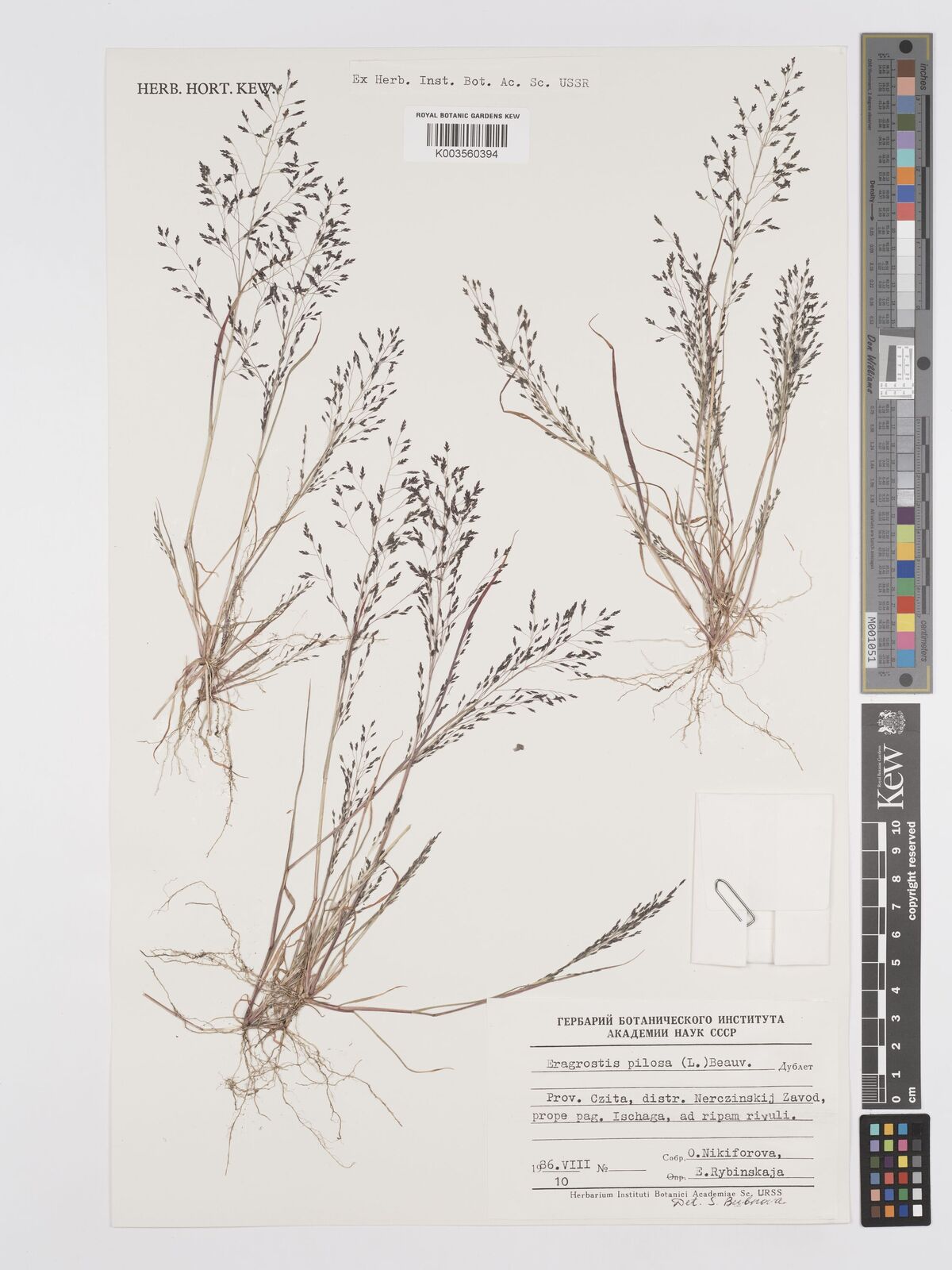 Eragrostis multicaulis Steud. | Plants of the World Online | Kew Science
