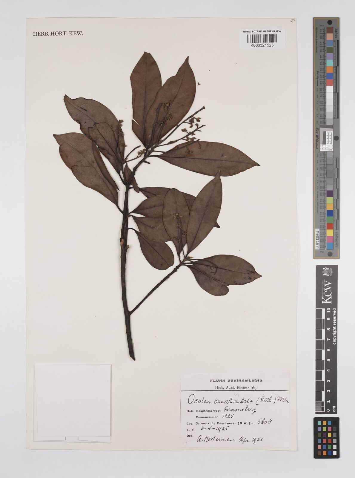 Ocotea canaliculata (Rich.) Mez | Plants of the World Online | Kew Science