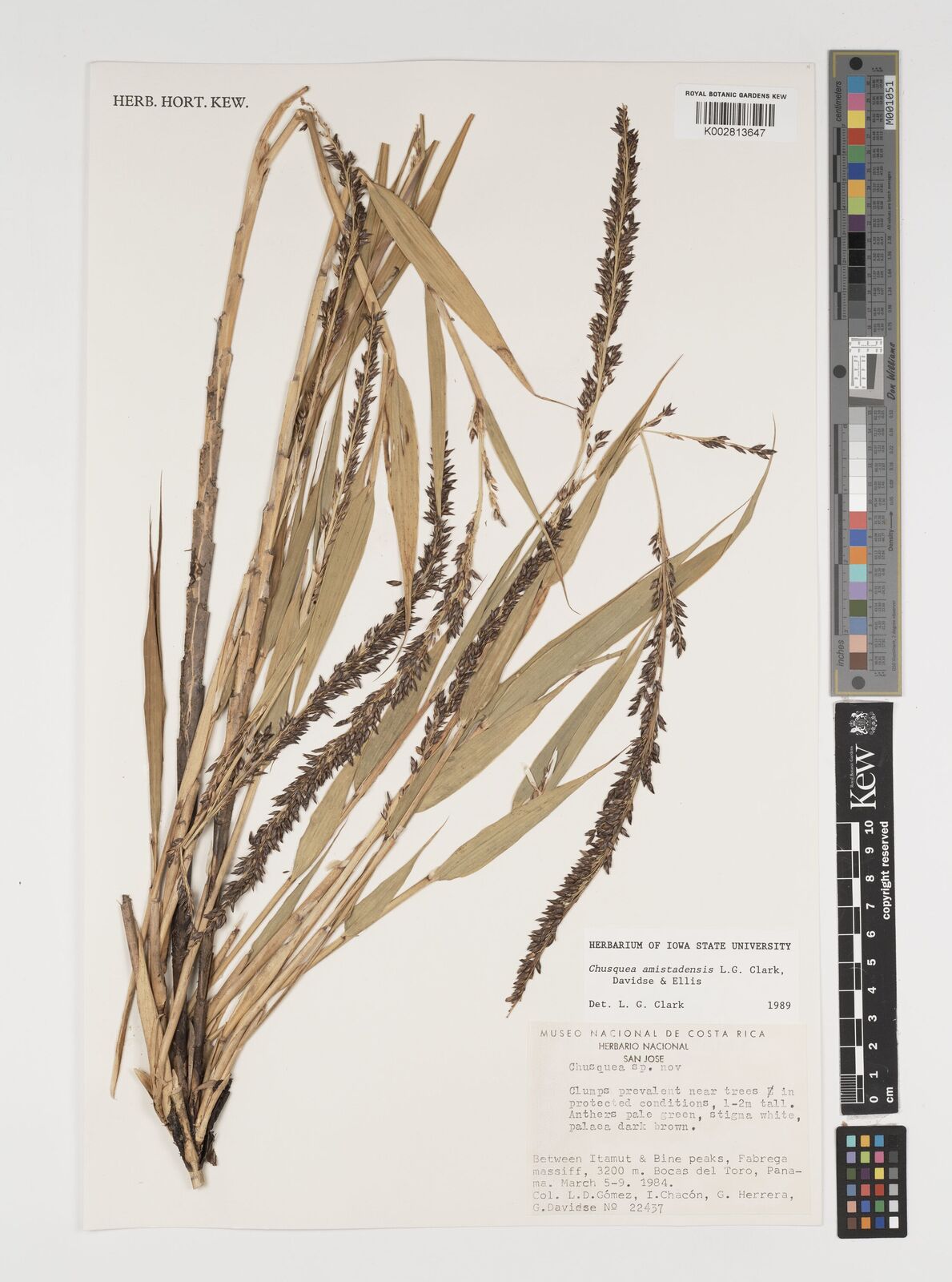 Chusquea amistadensis L.G.Clark, Davidse & R.P.Ellis | Plants of the ...