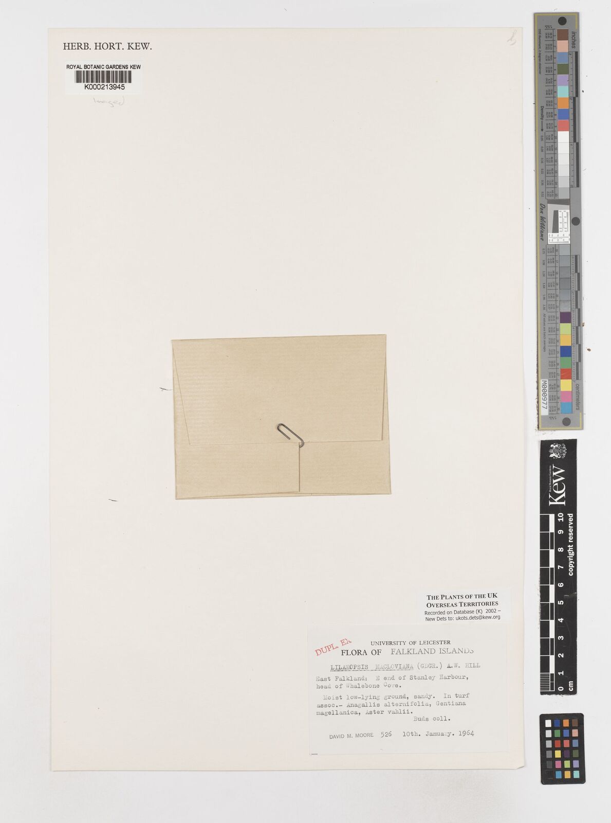 Lilaeopsis occidentalis J.M.Coult. & Rose | Plants of the World Online ...