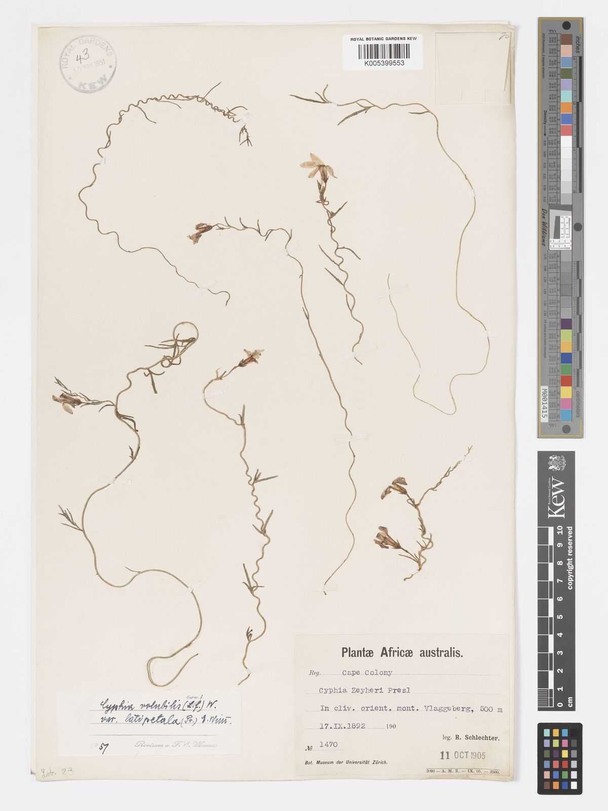 Cyphia latipetala C.Presl | Plants of the World Online | Kew Science