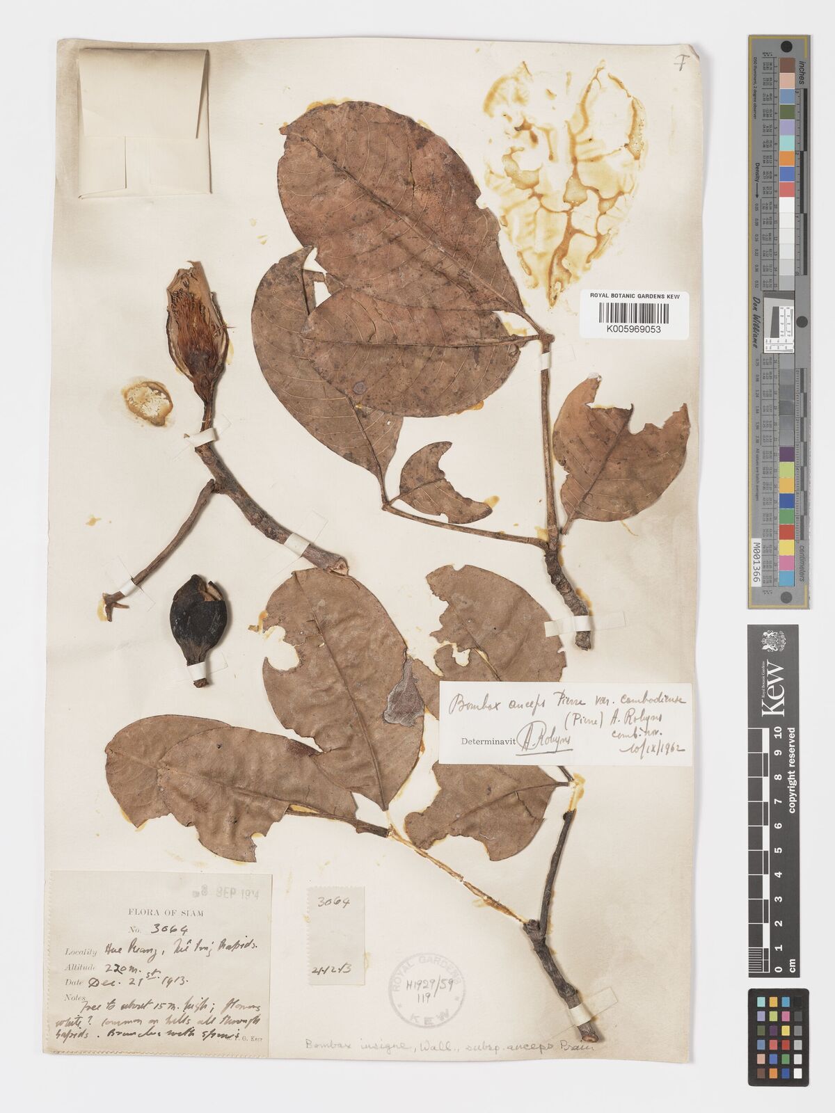 Bombax cambodiense Pierre | Plants of the World Online | Kew Science