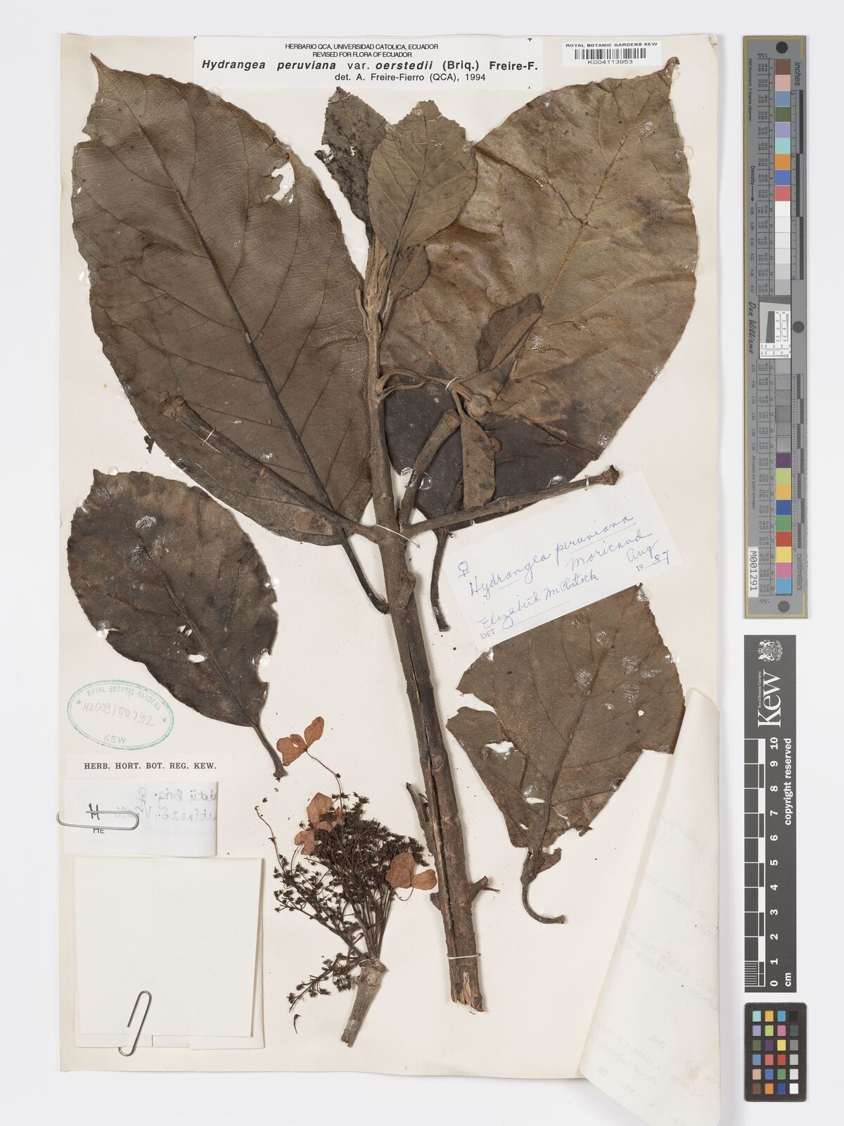 Hydrangea peruviana var. peruviana | Plants of the World Online | Kew ...