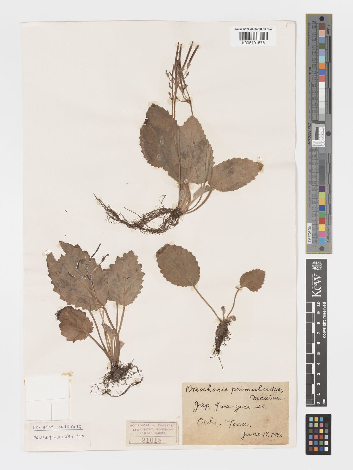 Oreocharis primuloides (Miq.) C.B.Clarke | Plants of the World Online ...