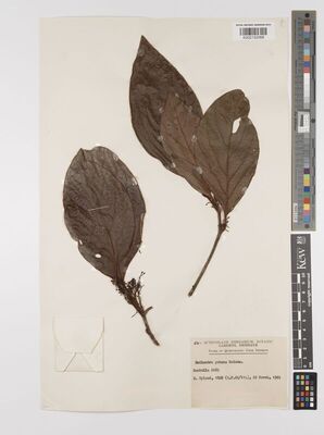 Endiandra R.Br. | Plants of the World Online | Kew Science