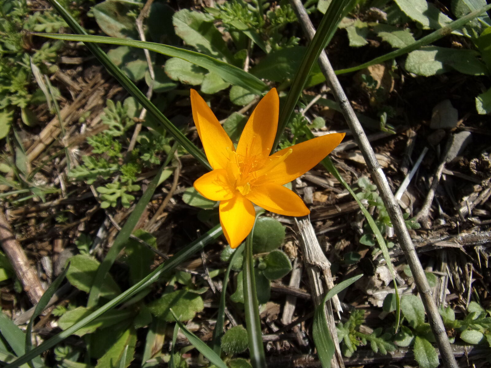 Crocus vitellinus Wahlenb. | Plants of the World Online | Kew Science