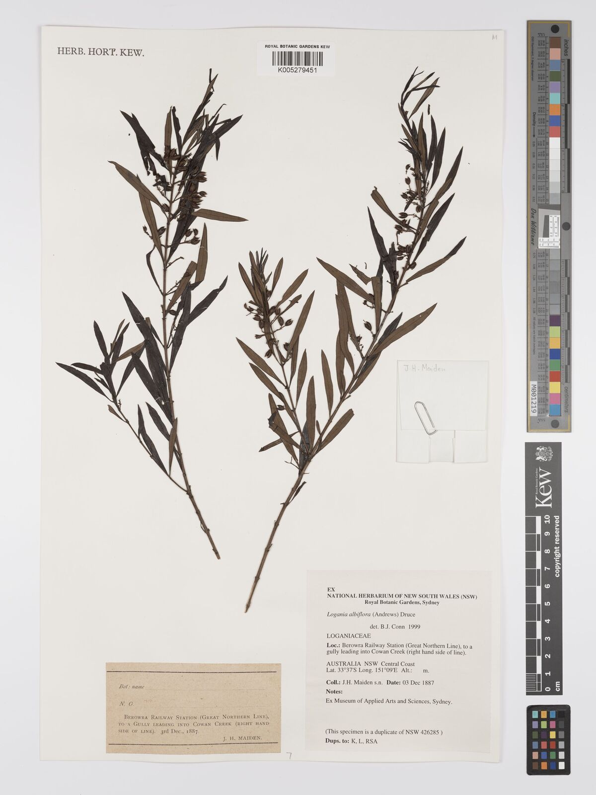 Logania albiflora (Andrews) Druce | Plants of the World Online | Kew ...