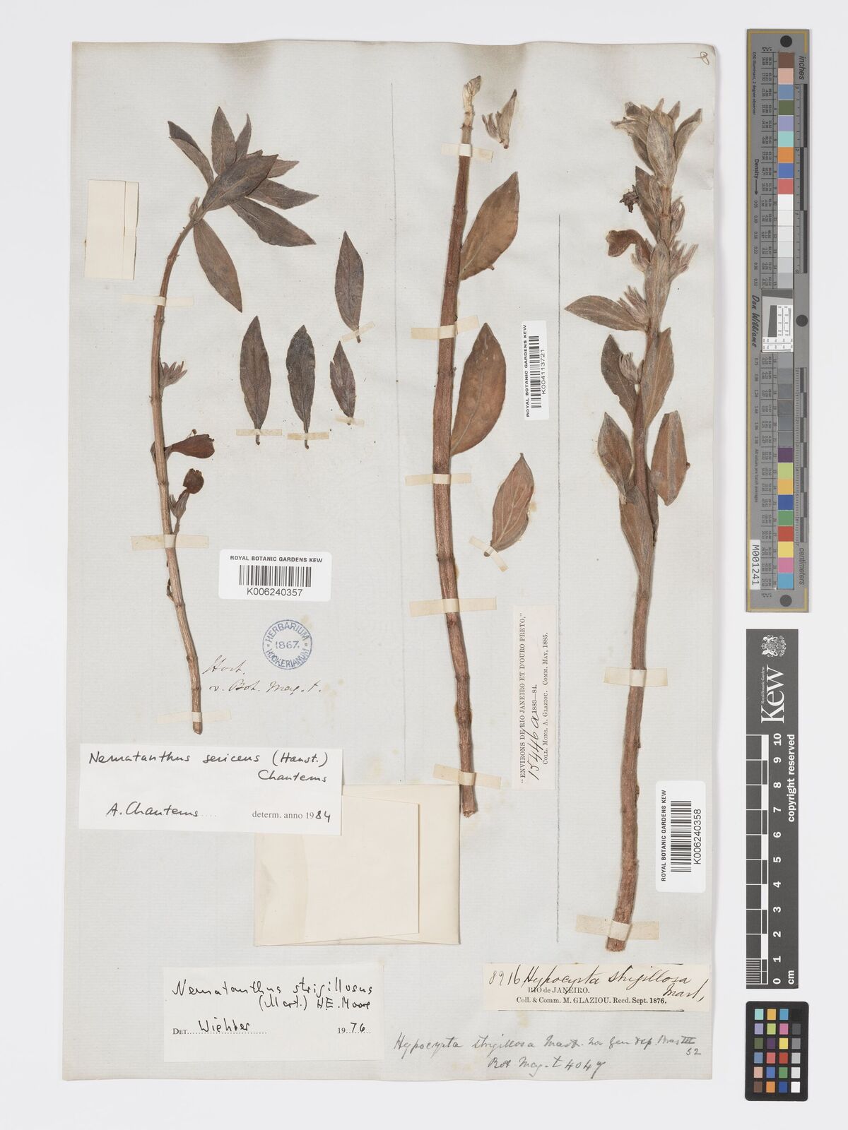 Nematanthus sericeus (Hanst.) Chautems | Plants of the World Online ...