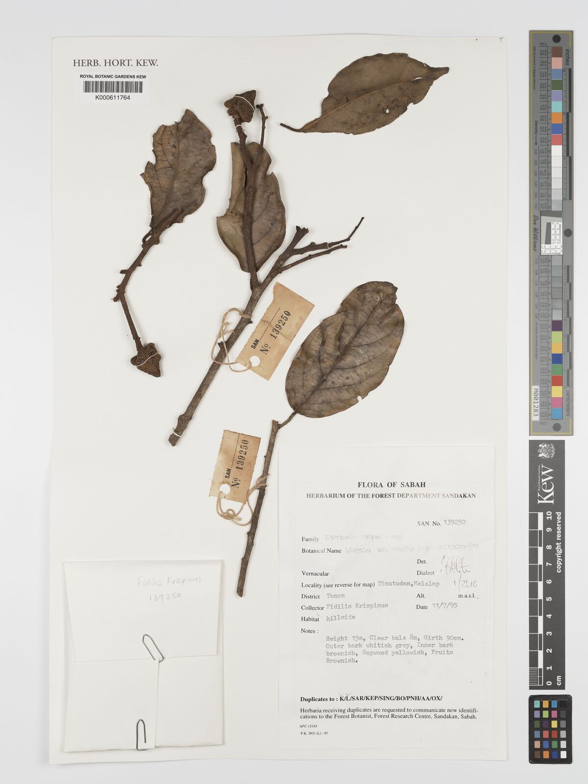 Vatica acrocarpa Slooten | Plants of the World Online | Kew Science