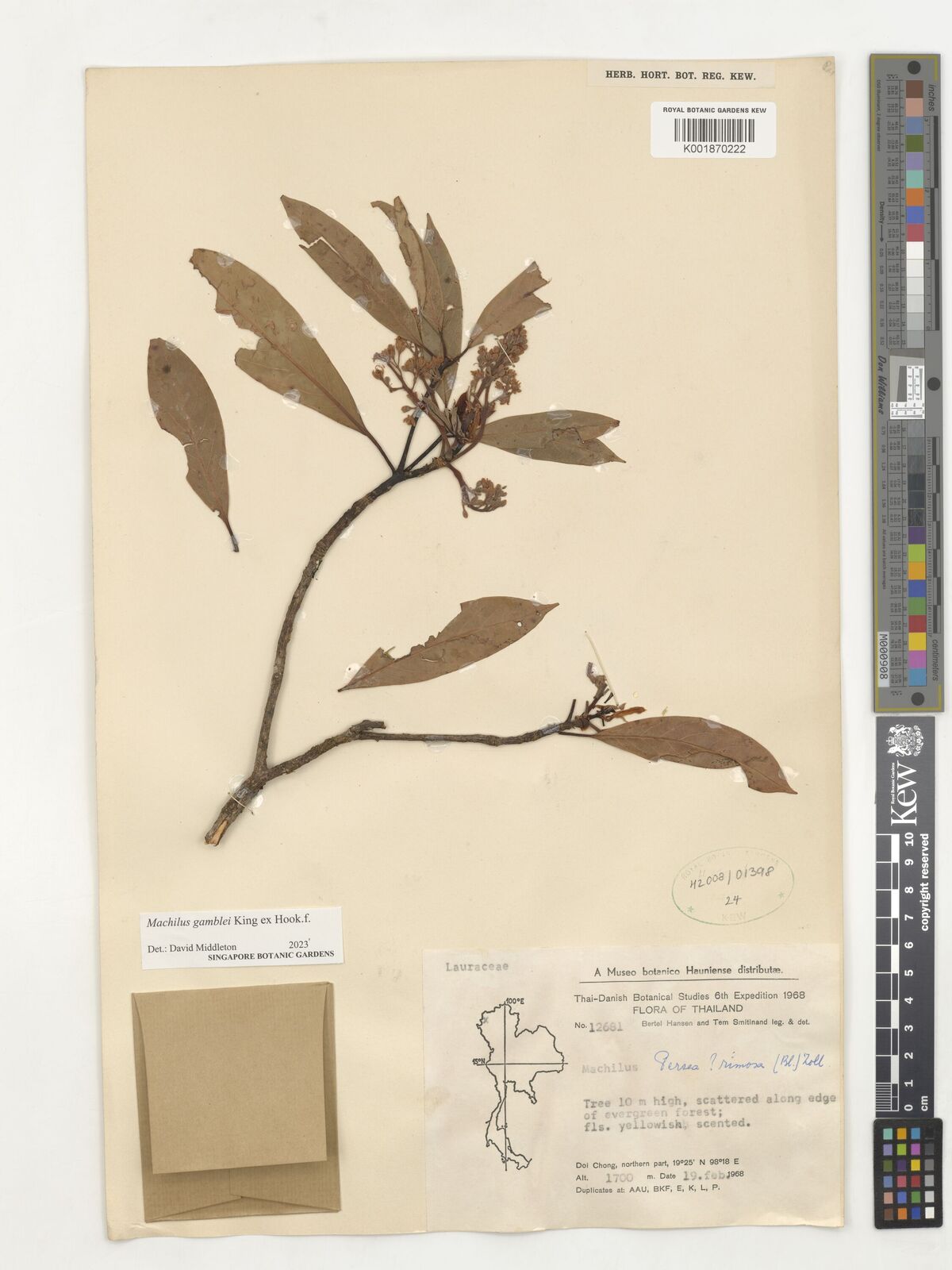 Machilus gamblei King ex Hook.f. | Plants of the World Online | Kew Science