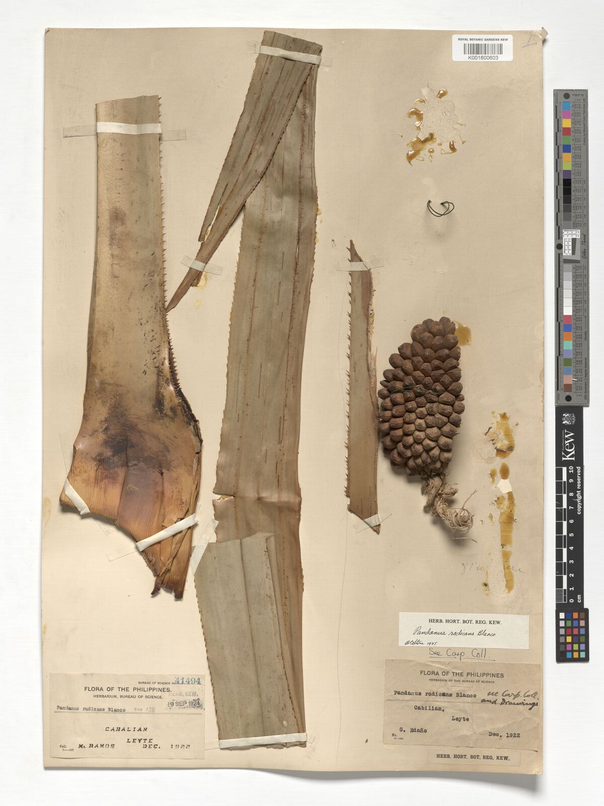 Pandanus radicans Blanco | Plants of the World Online | Kew Science