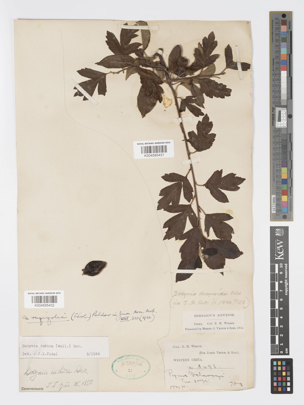 Malus indica (Wall.) B.B.Liu | Plants of the World Online | Kew Science