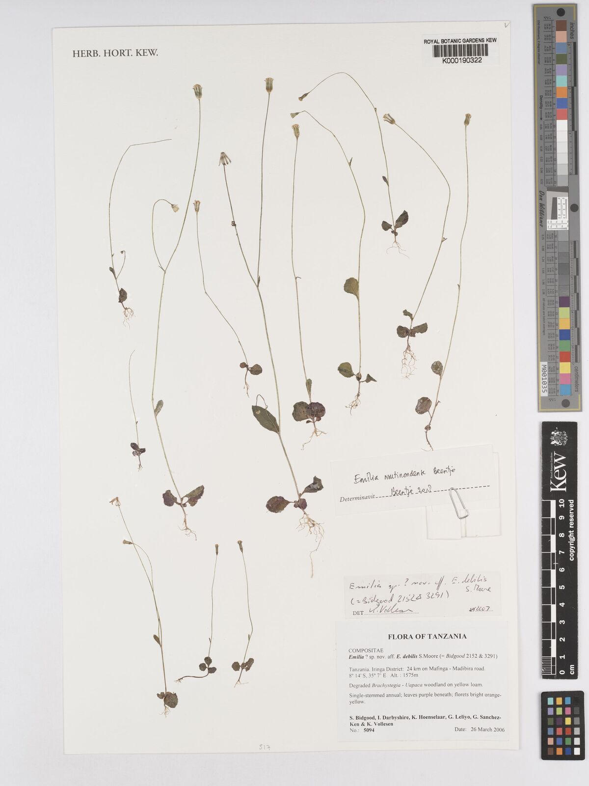 Emilia debilis S.Moore | Plants of the World Online | Kew Science