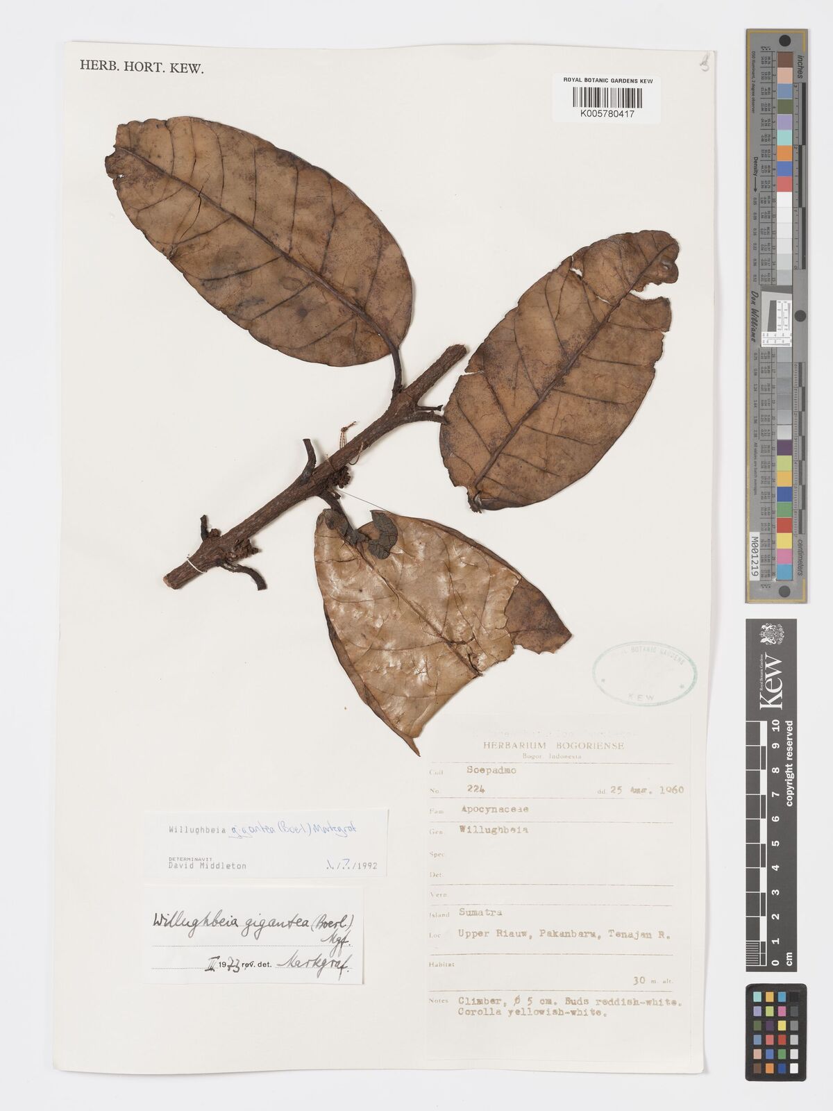 Willughbeia gigantea (Boerl.) Markgr. | Plants of the World Online ...