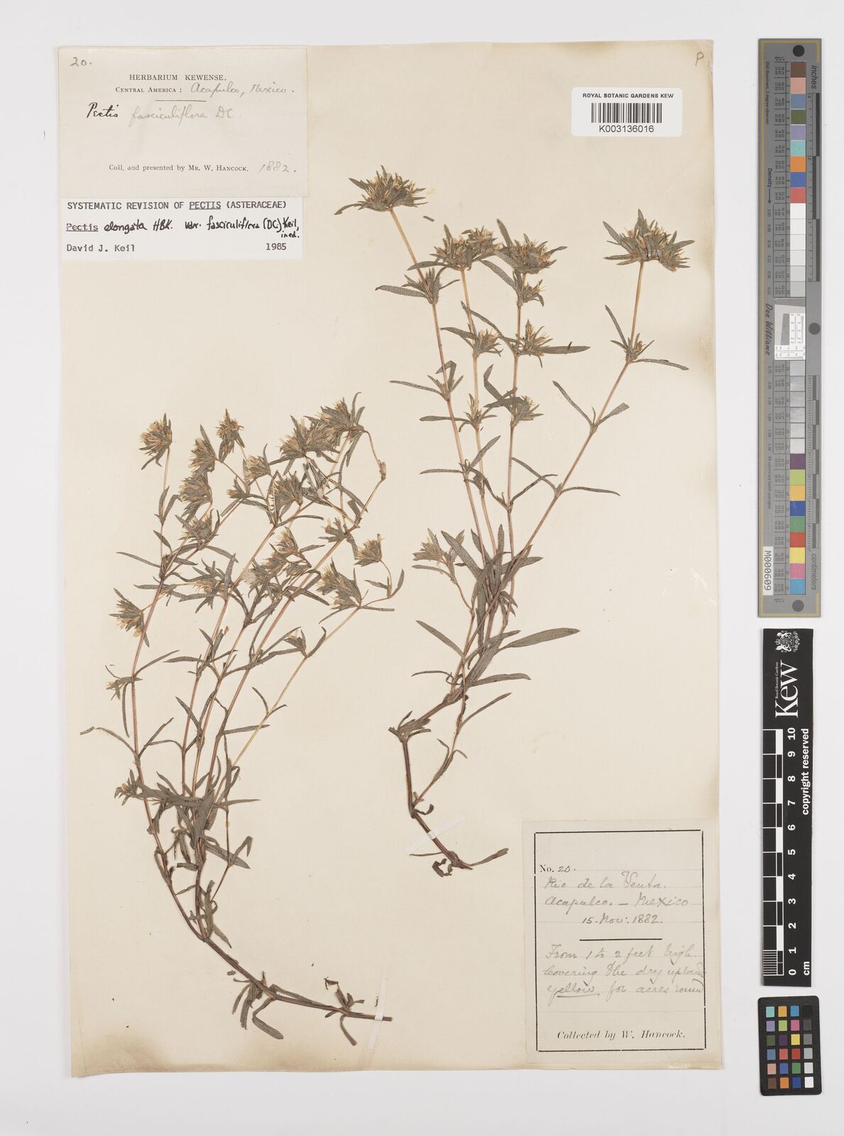 Pectis fasciculiflora DC. | Plants of the World Online | Kew Science