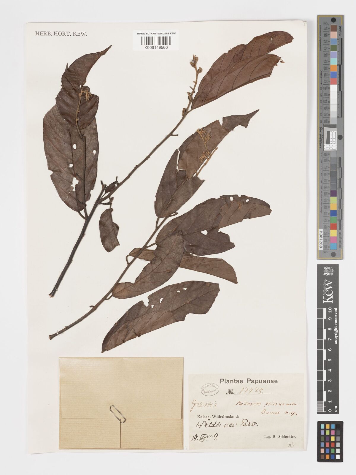 Microcos psilonema Burret | Plants of the World Online | Kew Science