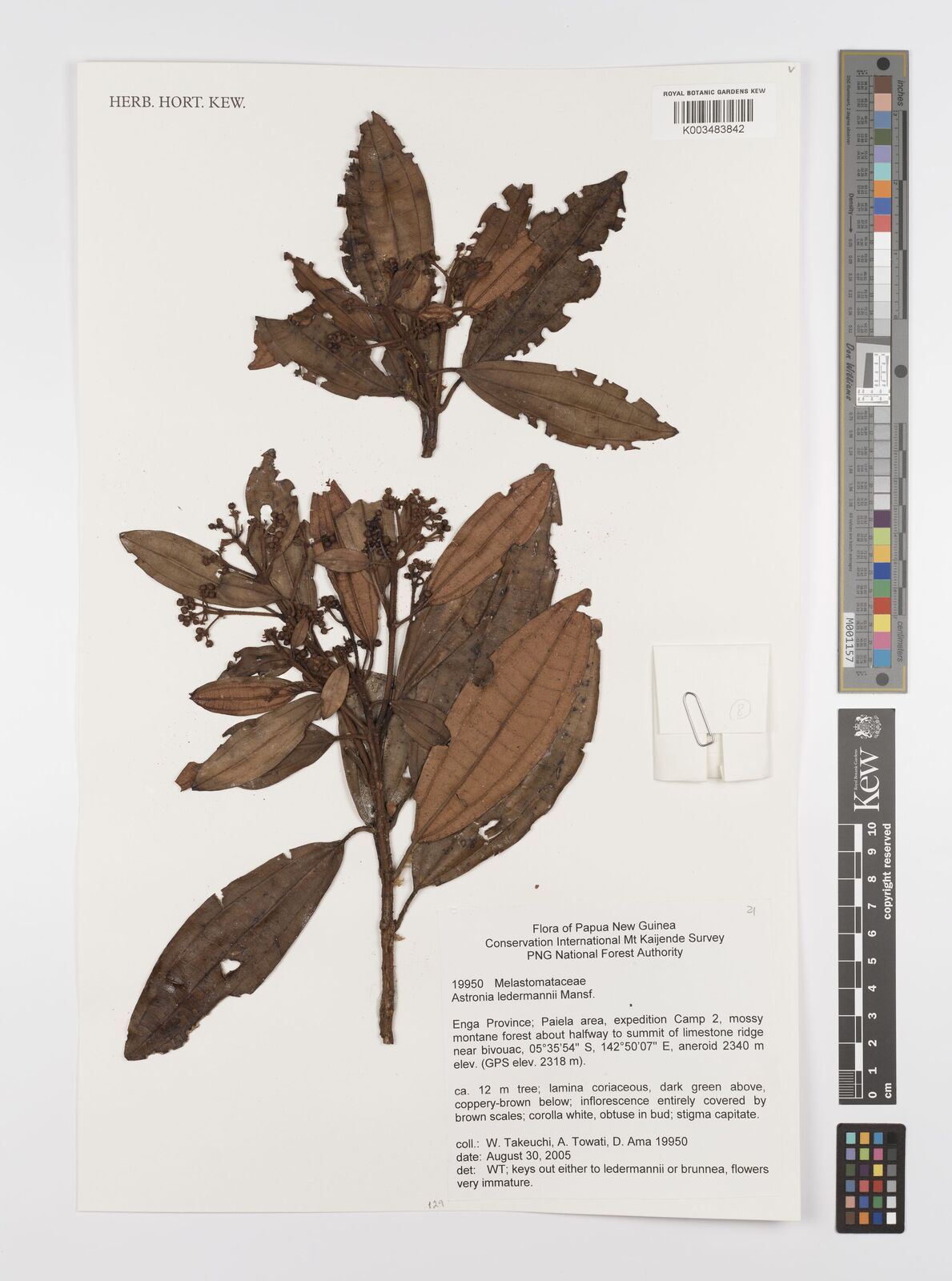 Astronia ledermannii Mansf. | Plants of the World Online | Kew Science