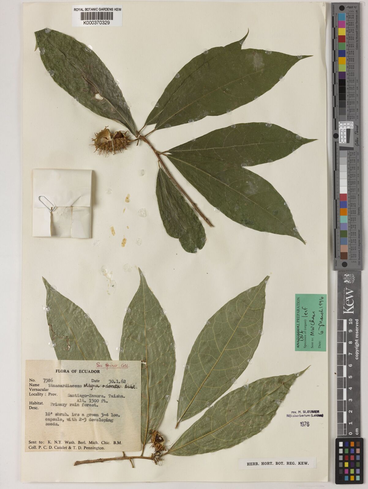 Mayna odorata Aubl. | Plants of the World Online | Kew Science