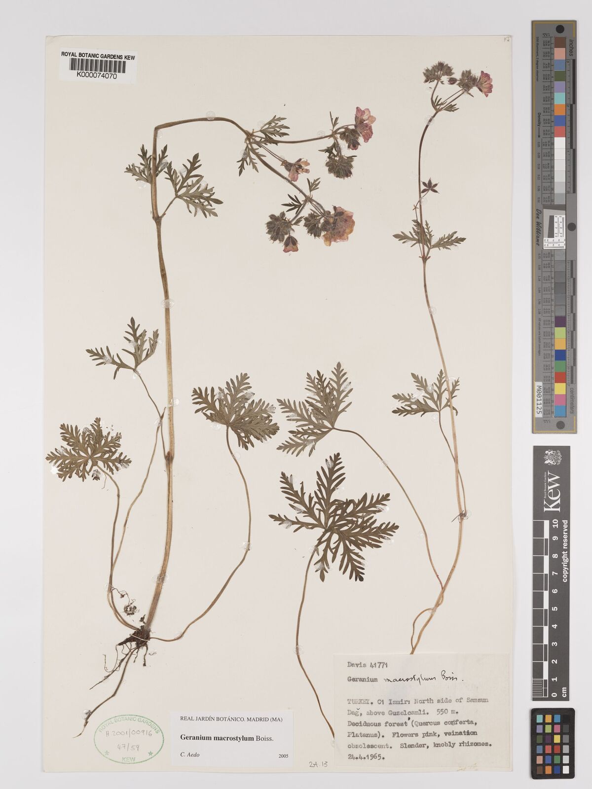 Geranium macrostylum Boiss. | Plants of the World Online | Kew Science