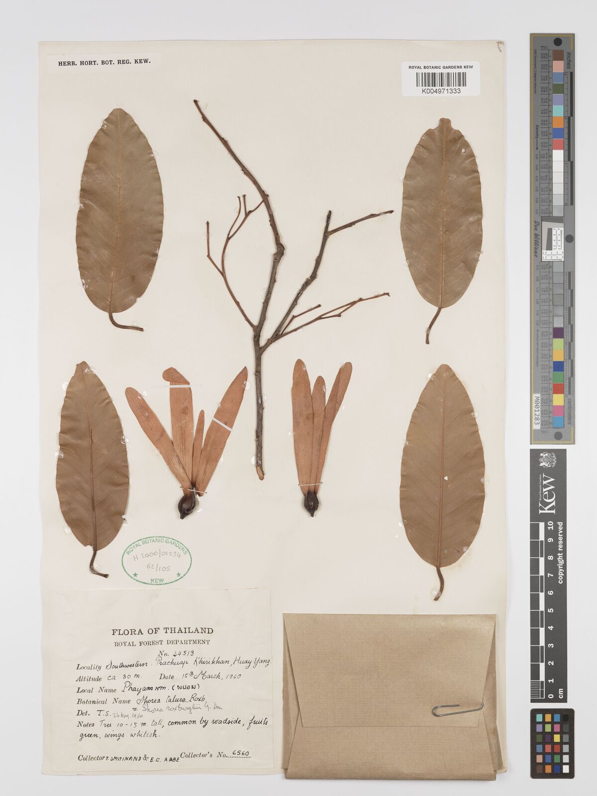 Anthoshorea roxburghii (G.Don) P.S.Ashton & J.Heck. | Plants of the ...