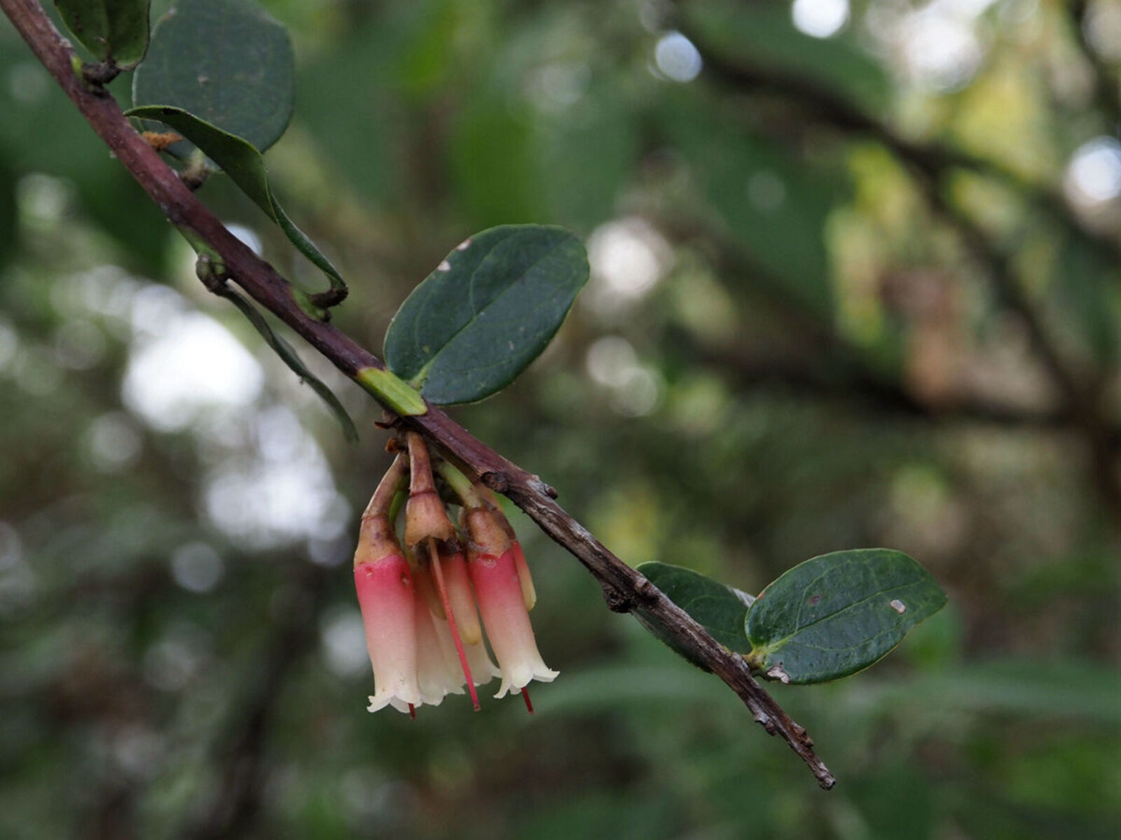 Macleania rupestris (Kunth) A.C.Sm. | Plants of the World Online | Kew ...