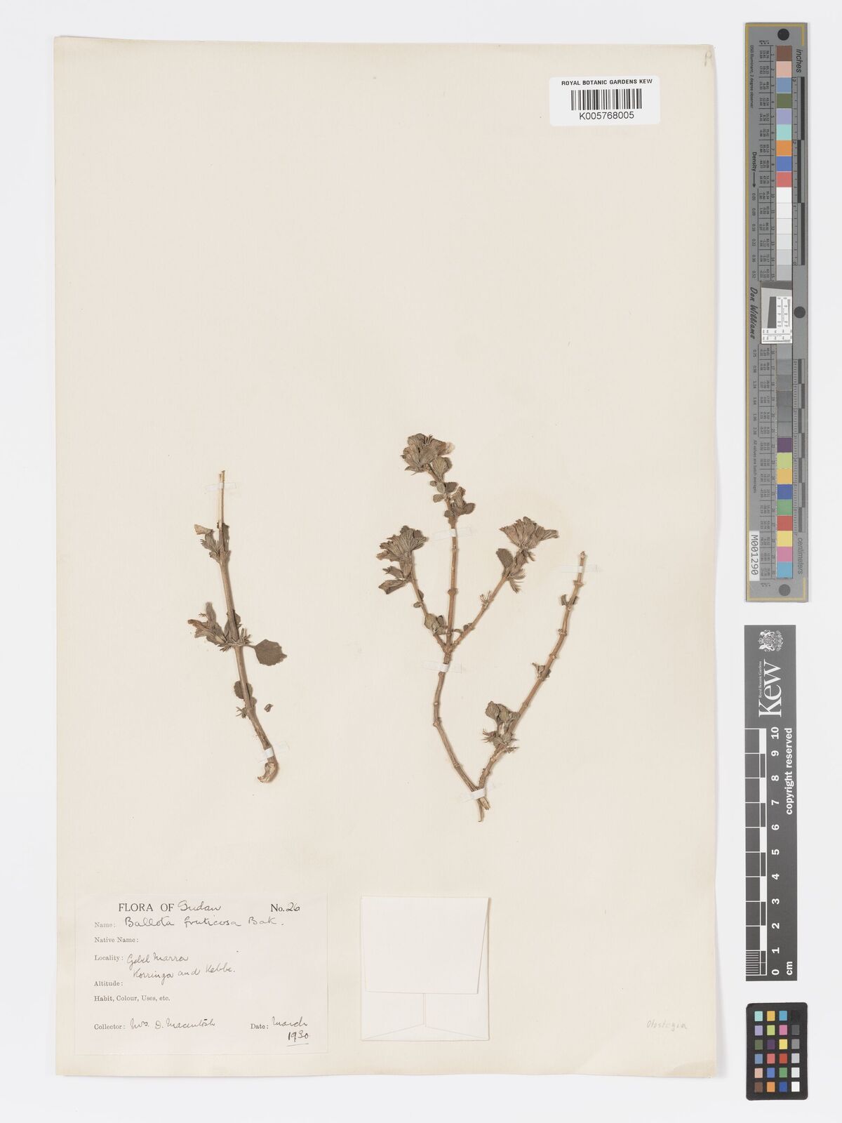 Otostegia modesta S.Moore | Plants of the World Online | Kew Science