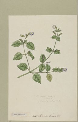 Torenia diffusa D.Don | Plants of the World Online | Kew Science