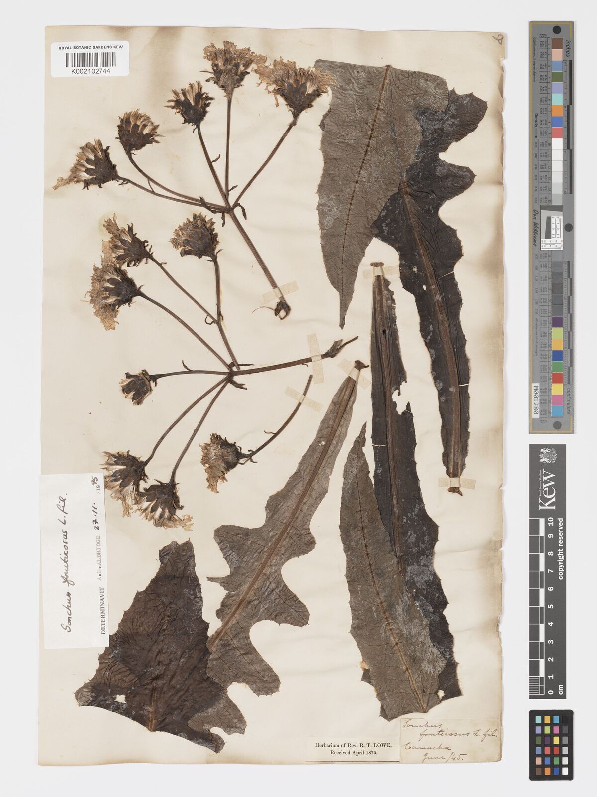 Sonchus fruticosus L.f. | Plants of the World Online | Kew Science