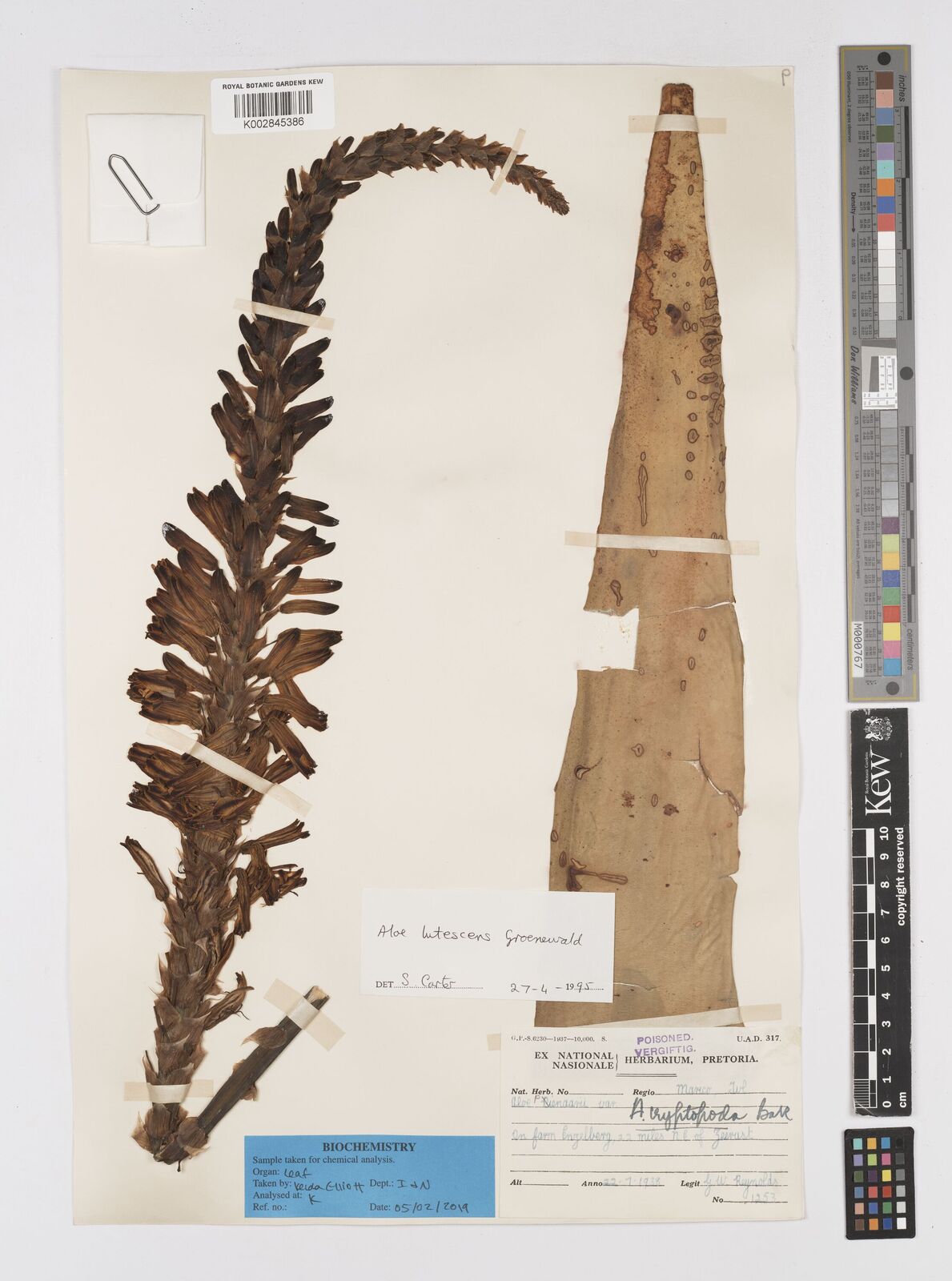 Aloe lutescens Groenew. | Plants of the World Online | Kew Science