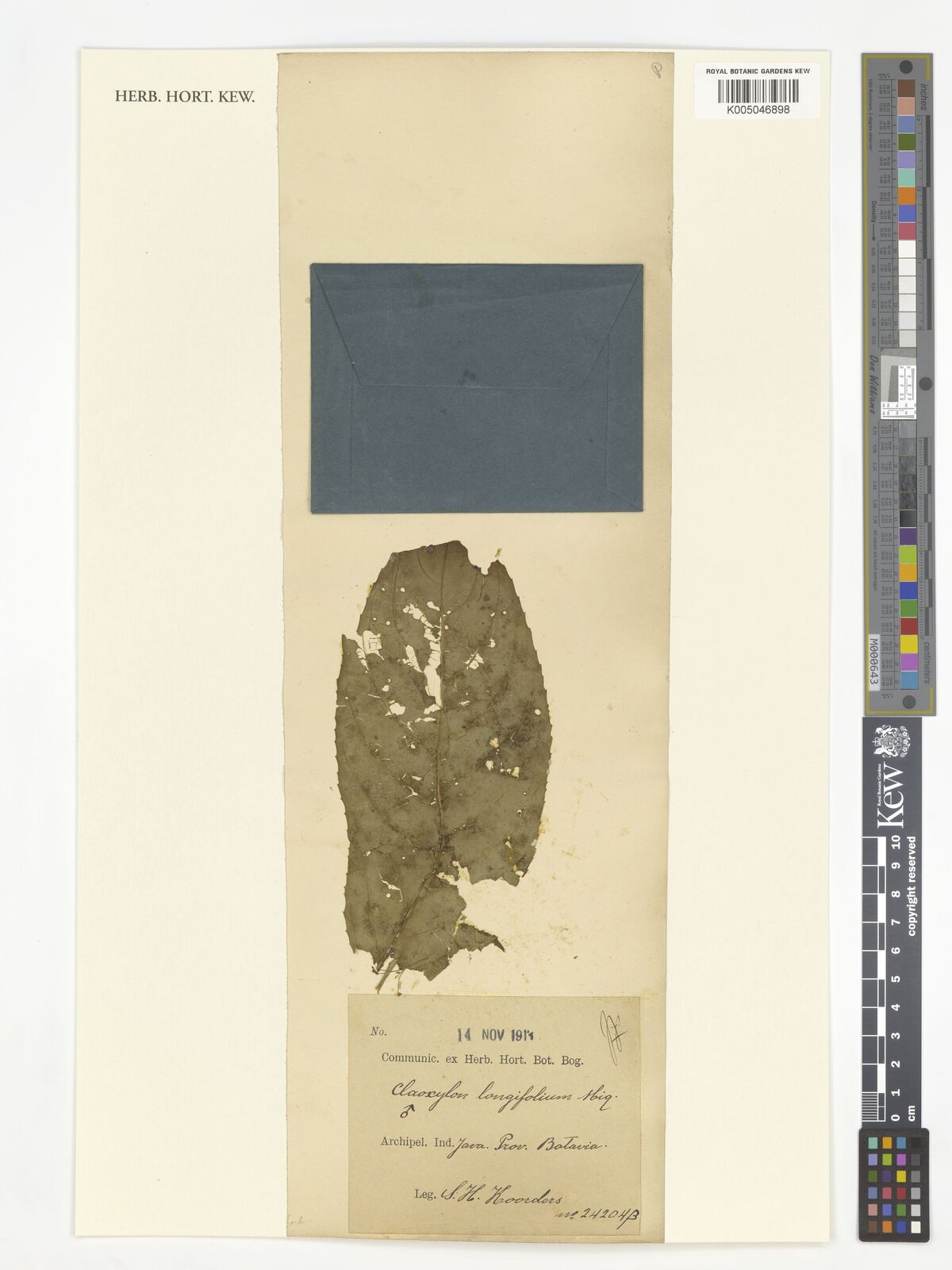 Micrococca oligandra (Müll.Arg.) Prain | Plants of the World Online ...