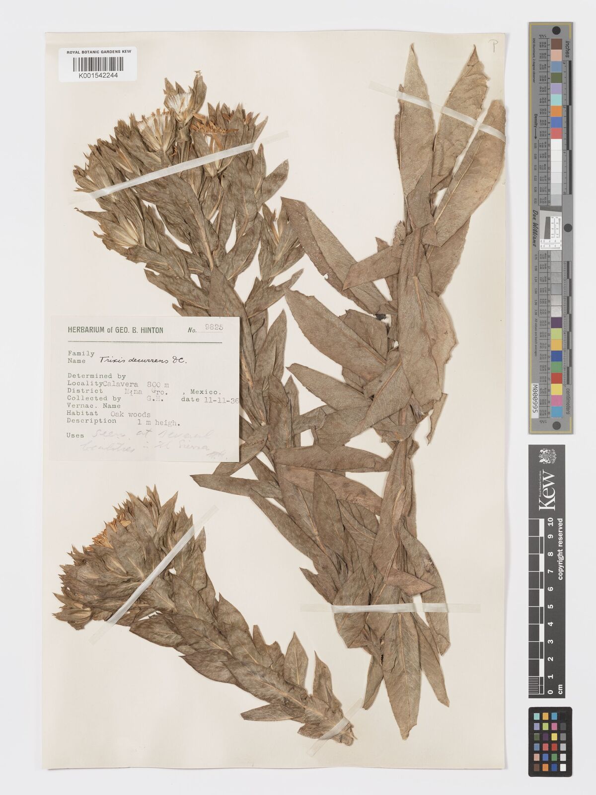 Trixis alata D.Don | Plants of the World Online | Kew Science