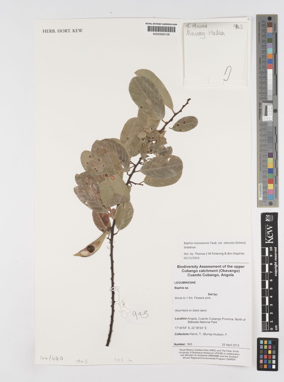 Baphia massaiensis subsp. obovata (Schinz) Brummitt | Plants of the ...